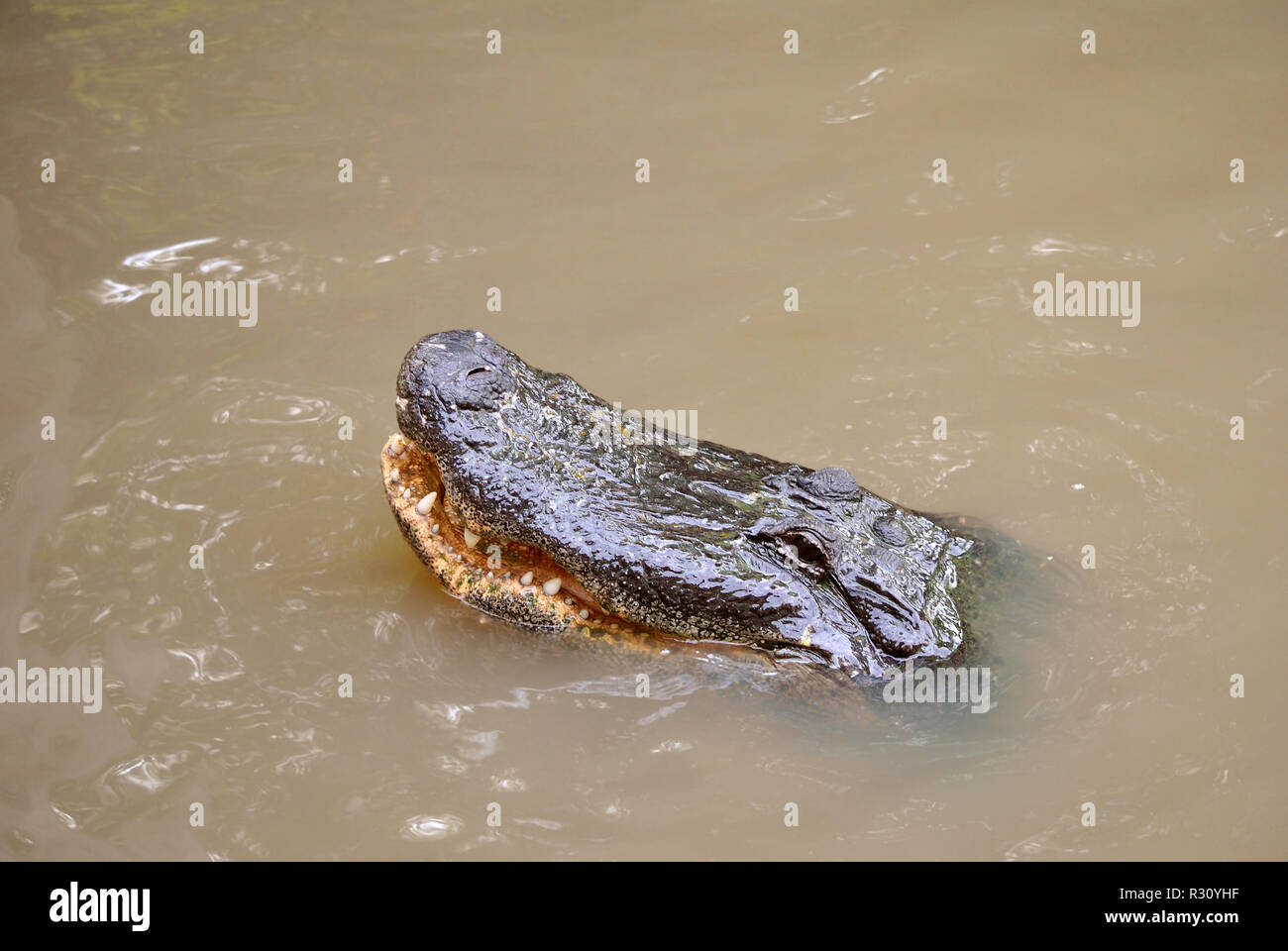 Close up view of an American alligator Latin name alligator ...