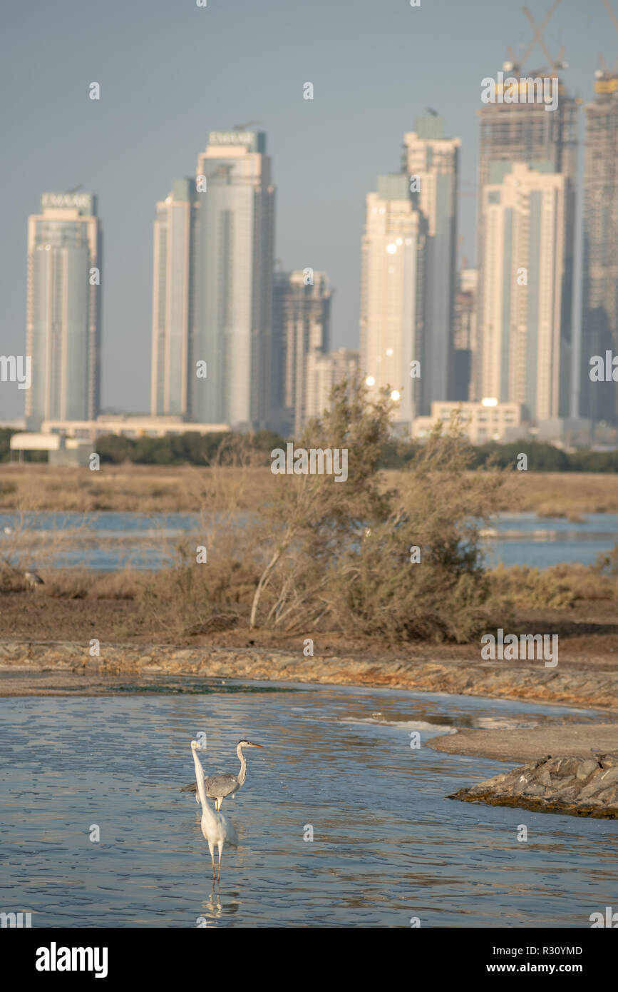 Wild Birds in Ras Al Khor Wildlife Sanctuary, Ramsar Site, Mangrove ...