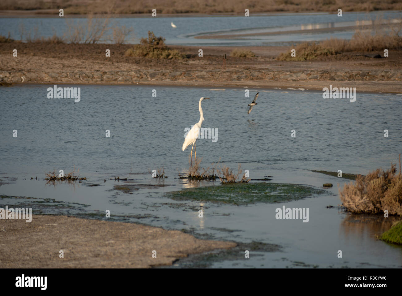 Wild Birds in Ras Al Khor Wildlife Sanctuary, Ramsar Site, Mangrove ...