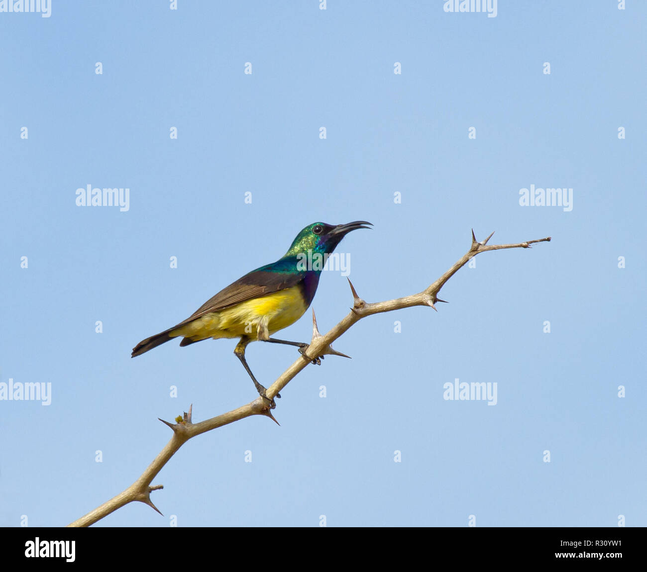 Male variable sunbird hi-res stock photography and images - Alamy