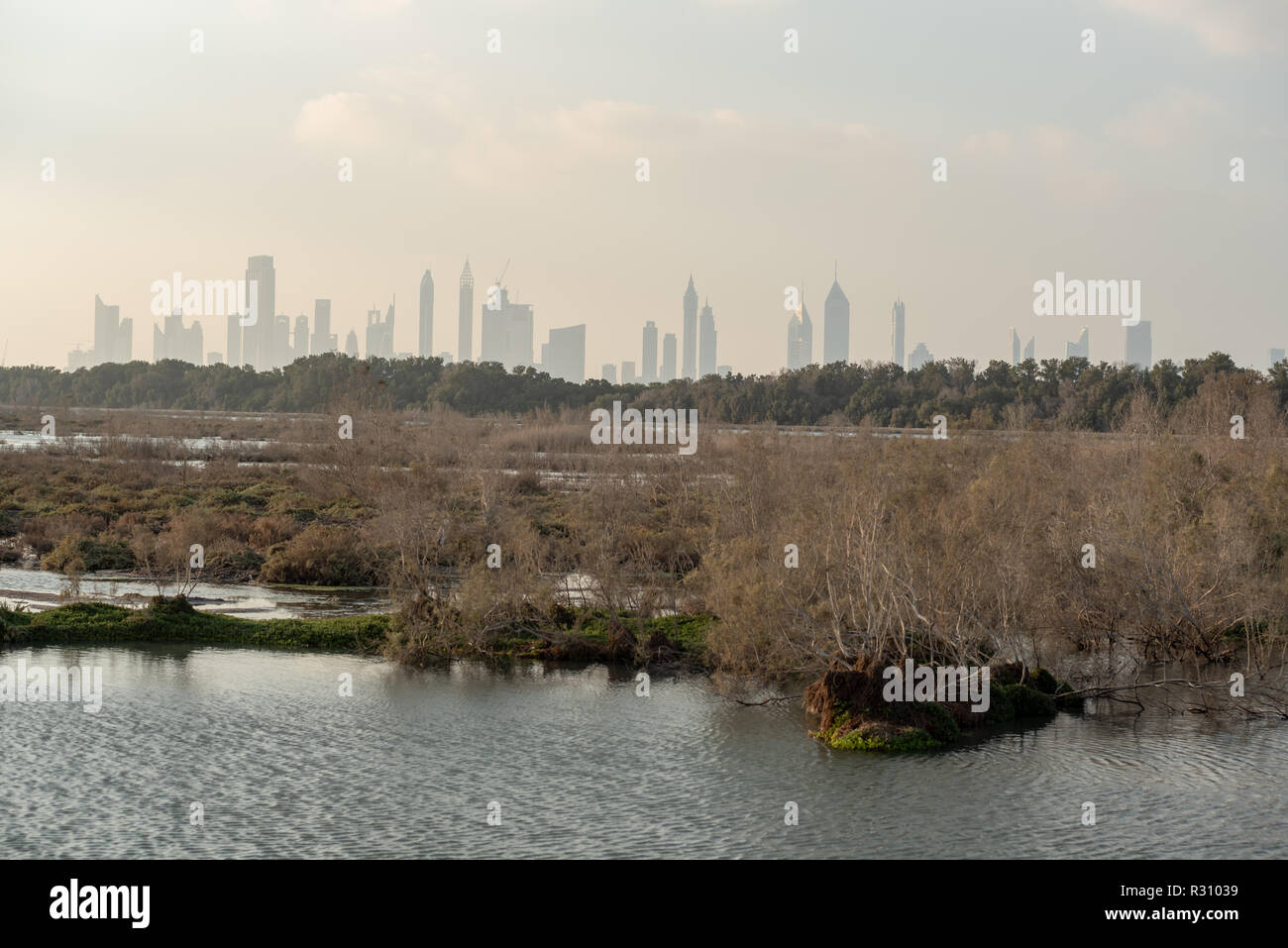 Wild Birds in Ras Al Khor Wildlife Sanctuary, Ramsar Site, Mangrove ...