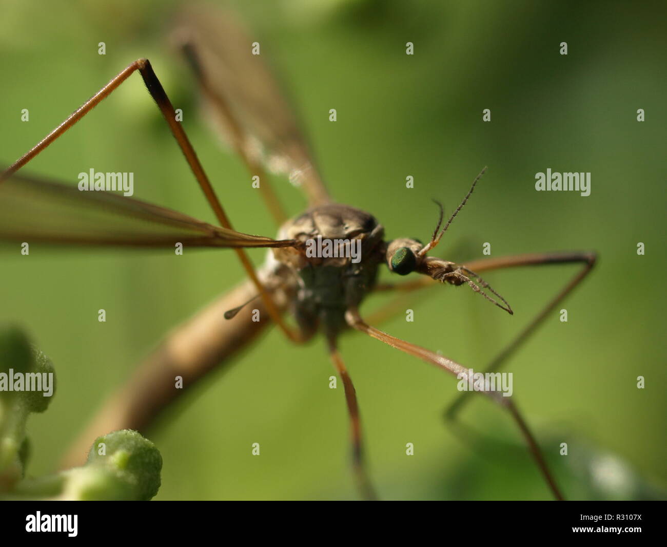 Nematocera hi-res stock photography and images - Alamy