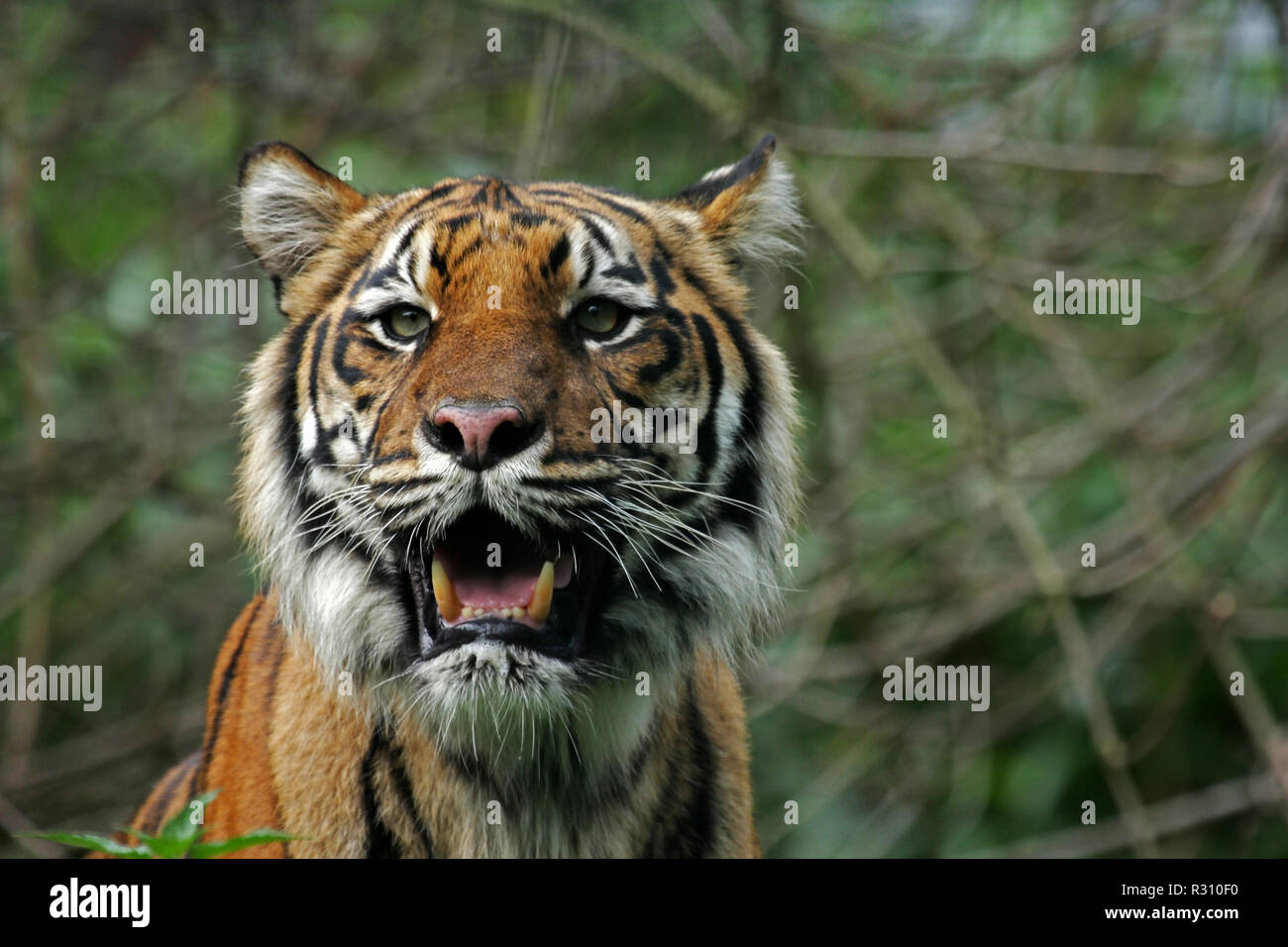 Tigerportait hi-res stock photography and images - Alamy