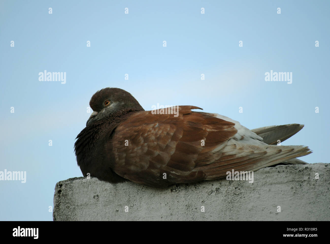 Sitting dove hi-res stock photography and images - Alamy