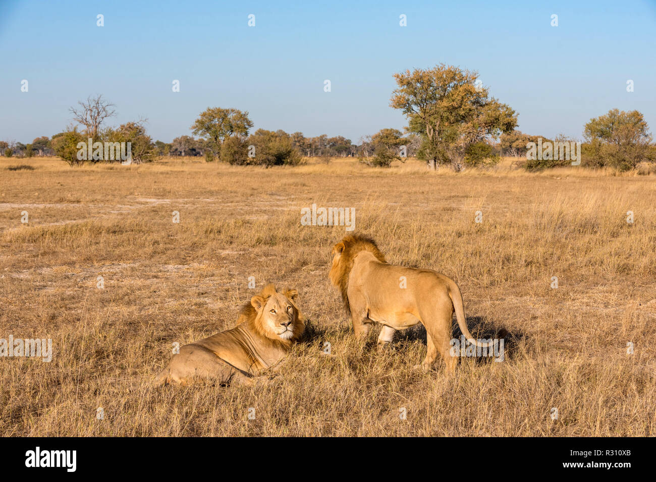 Lion numbers hi-res stock photography and images - Alamy