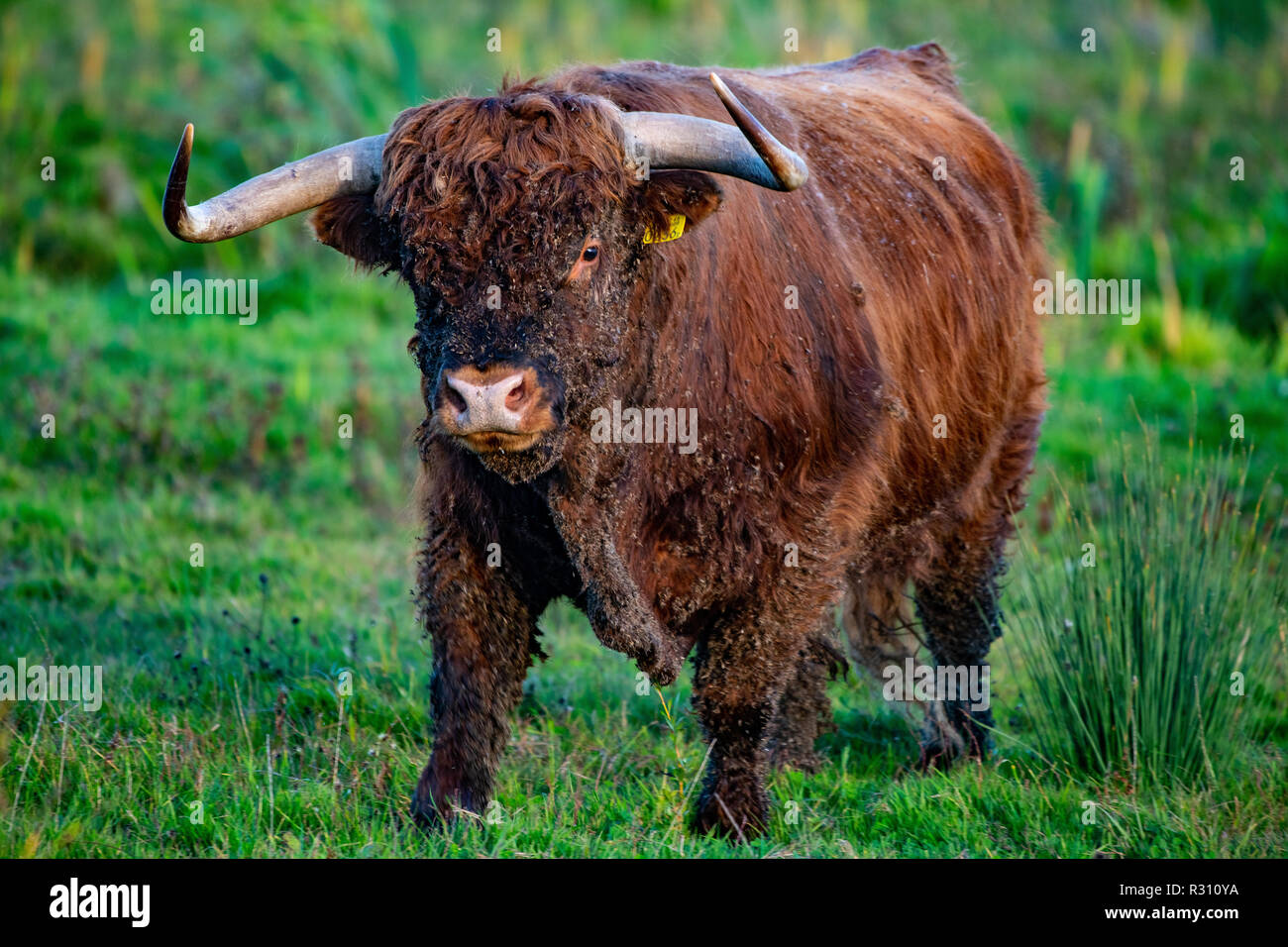 Scottish highlander hi-res stock photography and images - Alamy