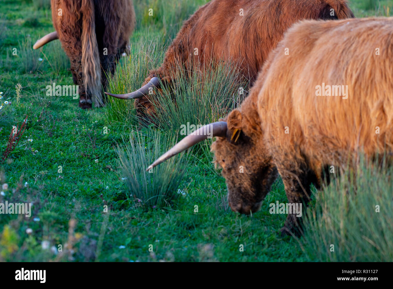 Scottish Highlander bull during Sunset Stock Photo - Alamy