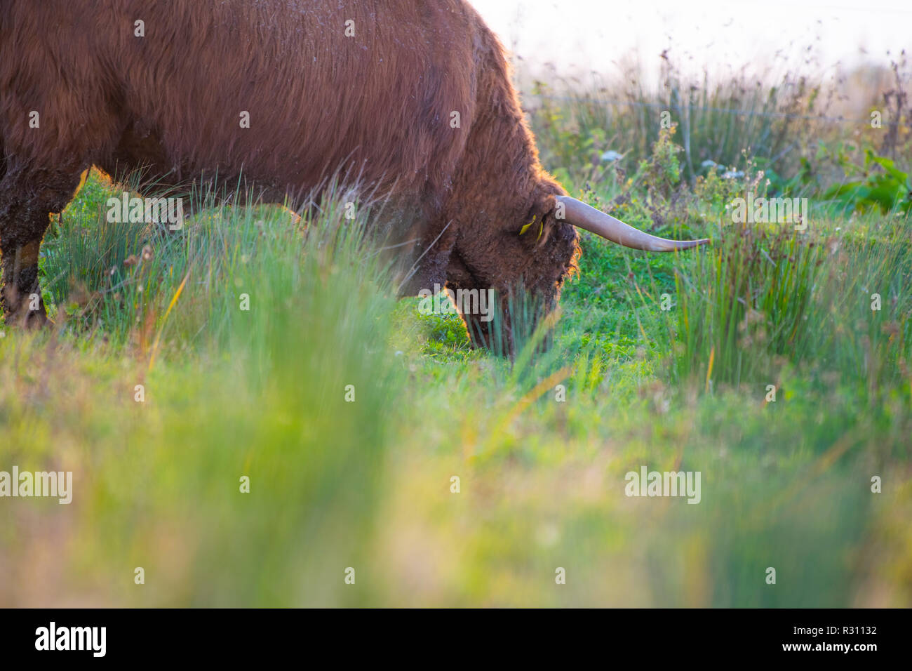 Highlander bull hi-res stock photography and images - Alamy