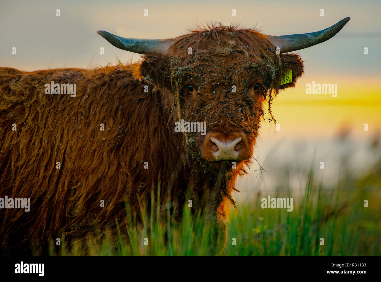 Scottish Highlander bull during Sunset Stock Photo - Alamy