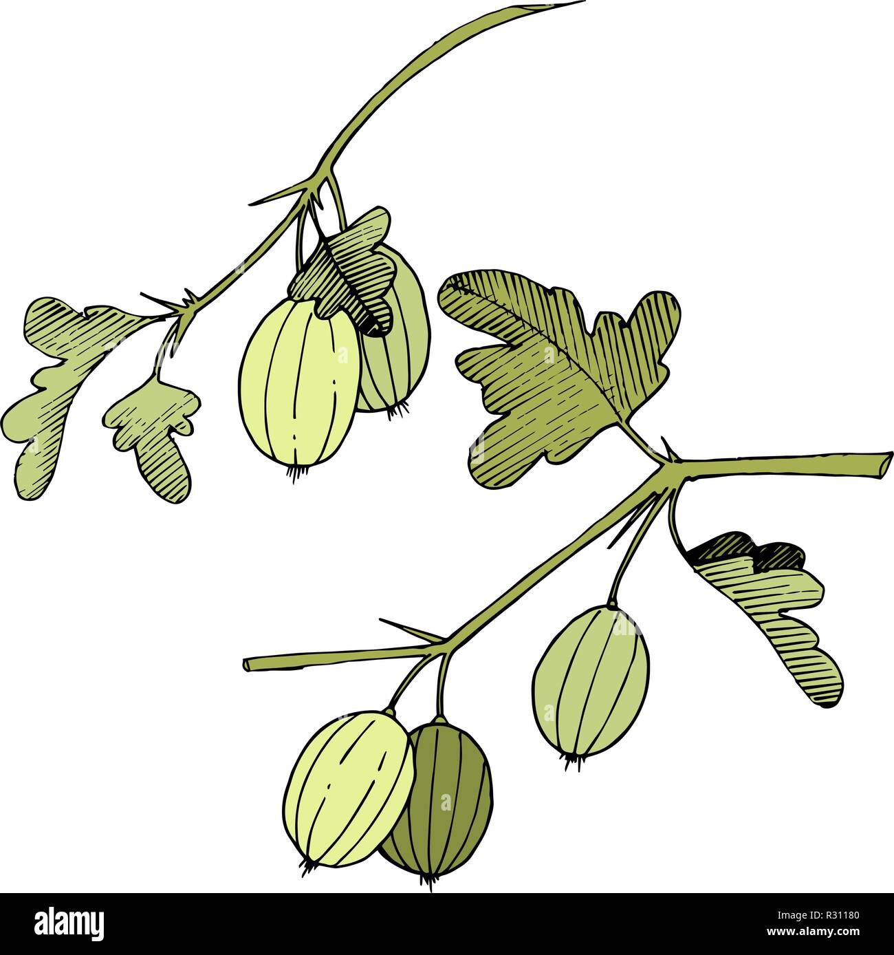Vector. Black and white engraved ink art. Isolated gooseberry il Stock ...