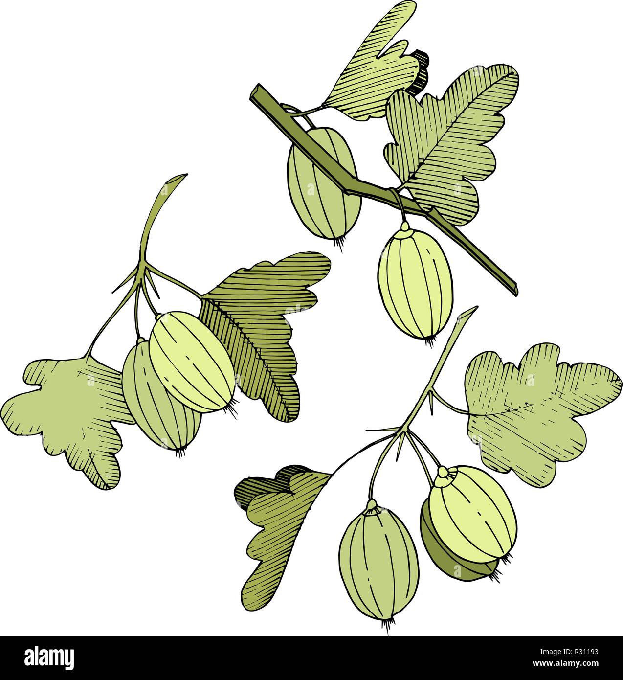 Vector. Black and white engraved ink art. Isolated gooseberry il Stock ...