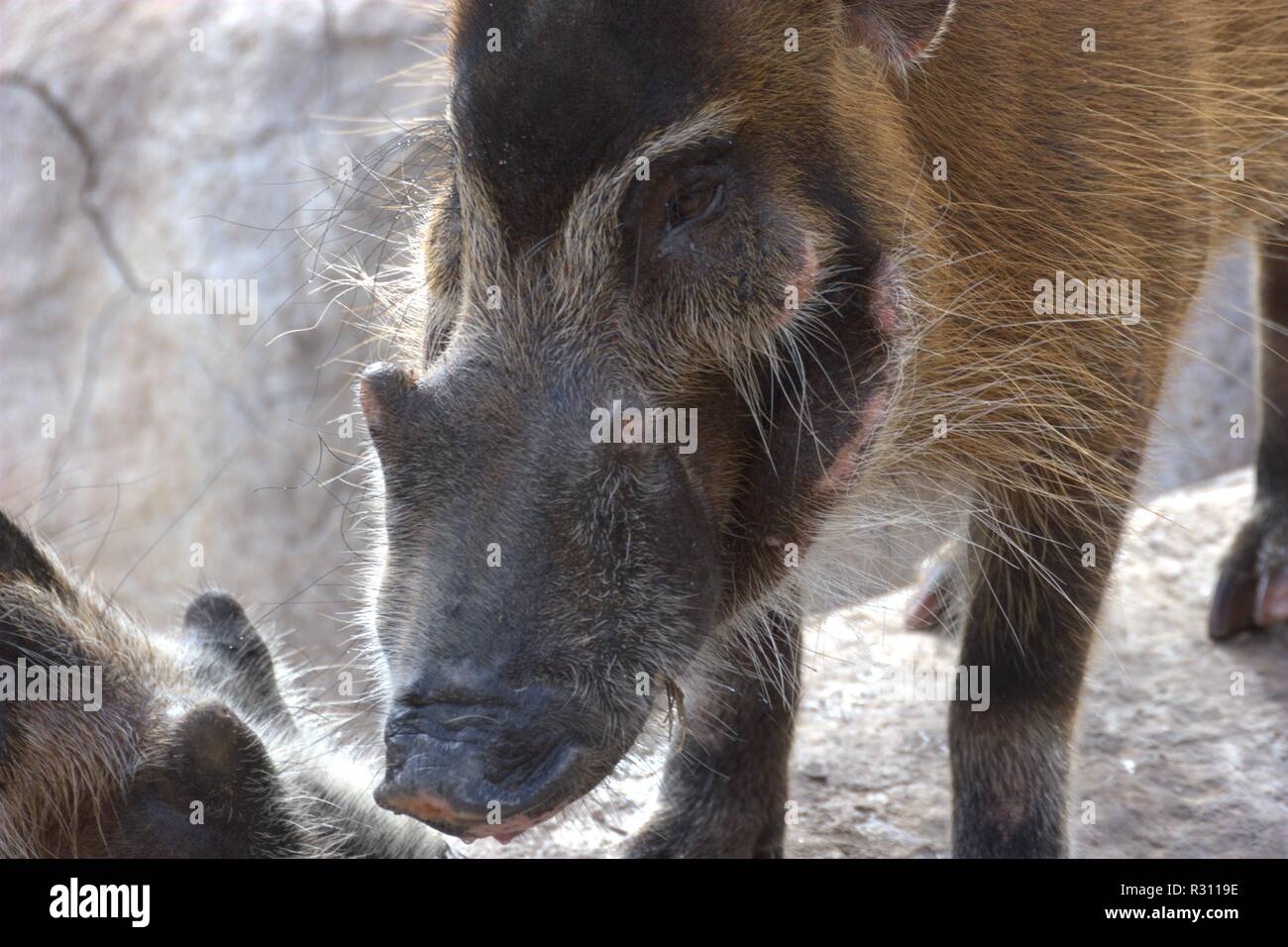 Red River Hog Stock Photo - Alamy