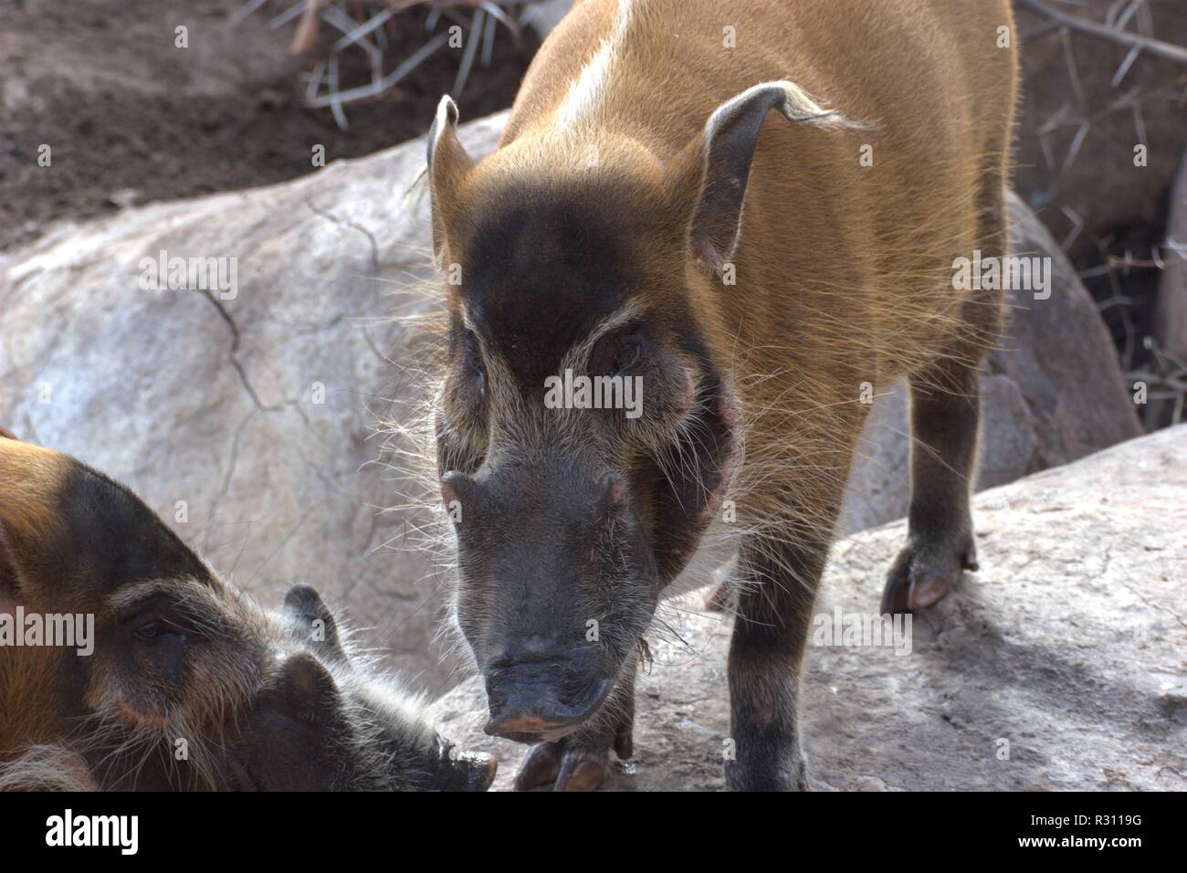 Red River Hog Stock Photo - Alamy