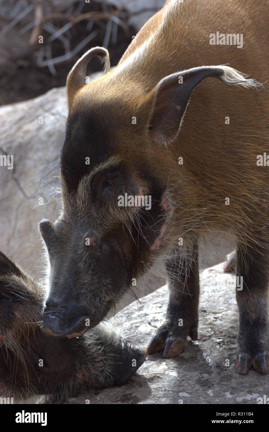 Red River Hog Stock Photo - Alamy
