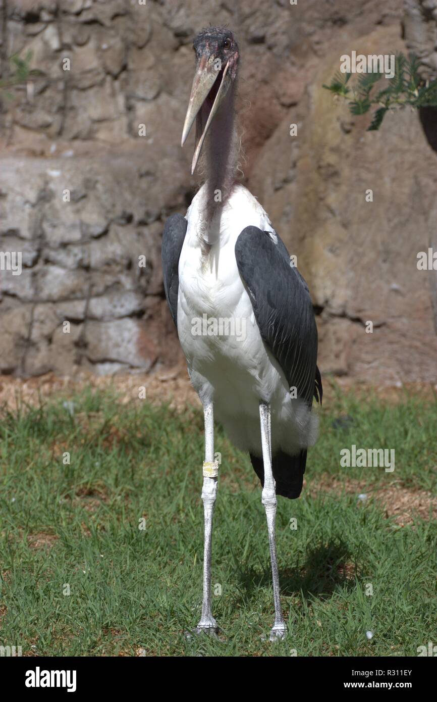 Black and white african stork hi-res stock photography and images - Alamy