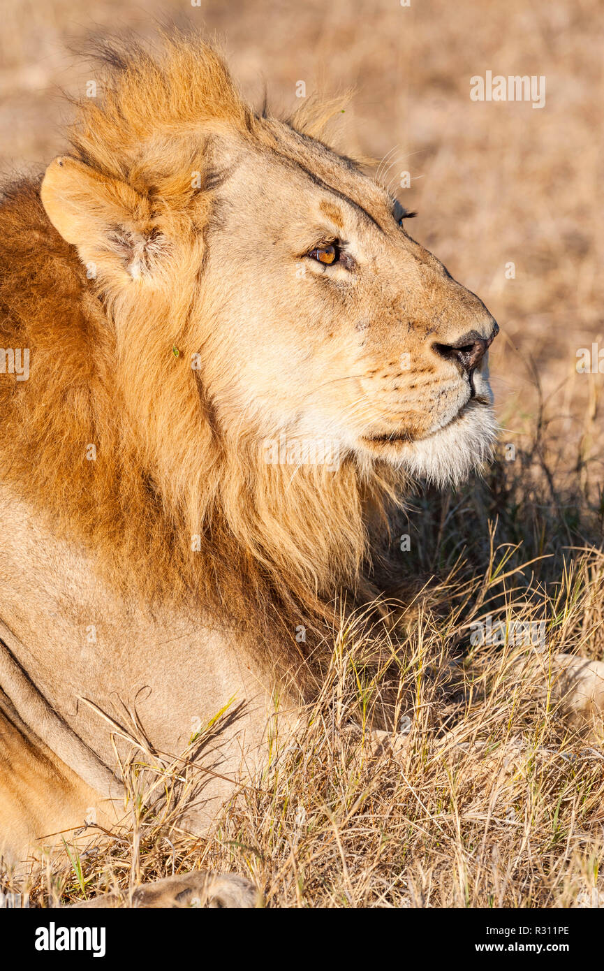 A large male lion hi-res stock photography and images - Alamy