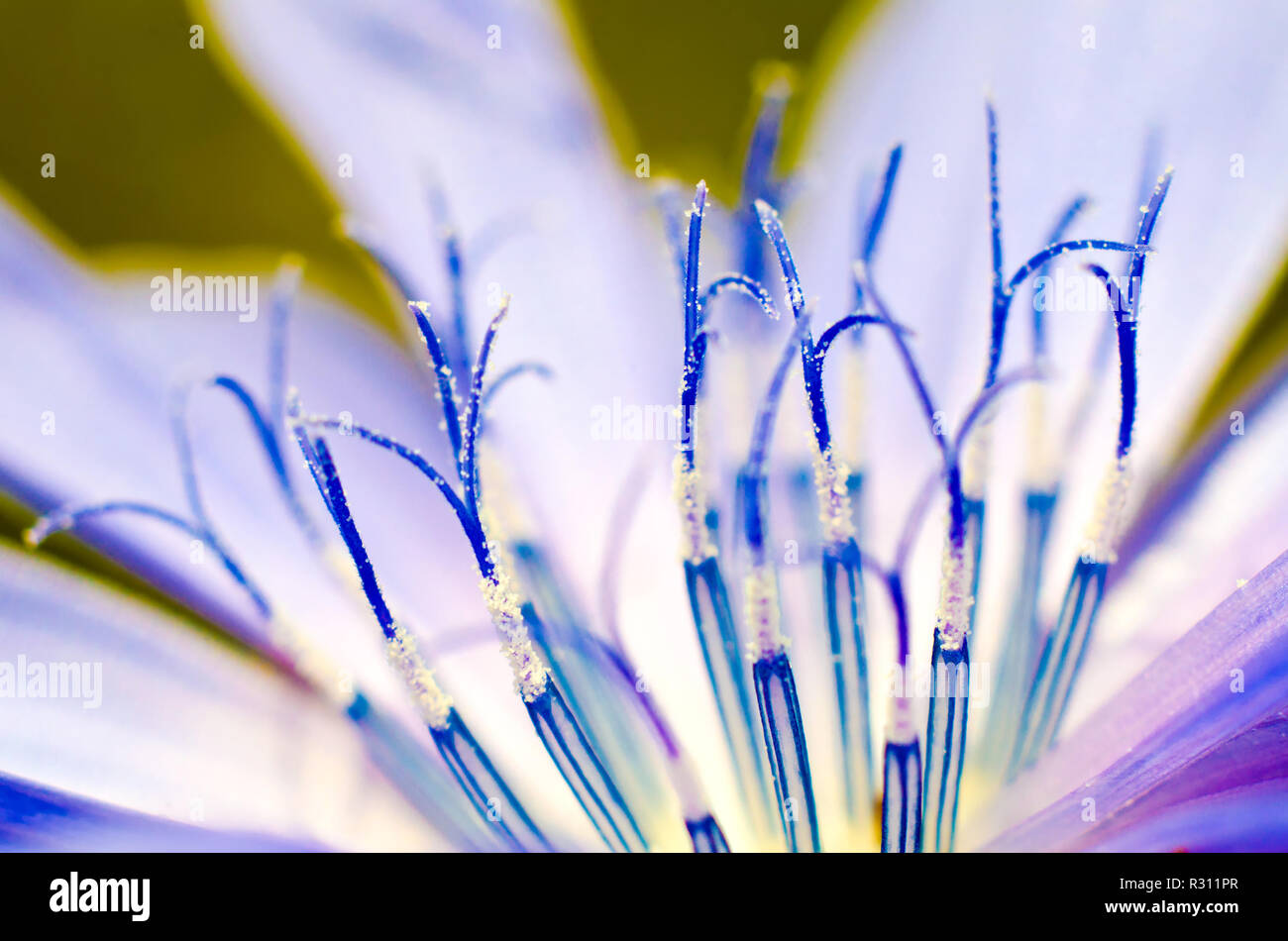 Macro closeup detail beautiful hi-res stock photography and images - Alamy