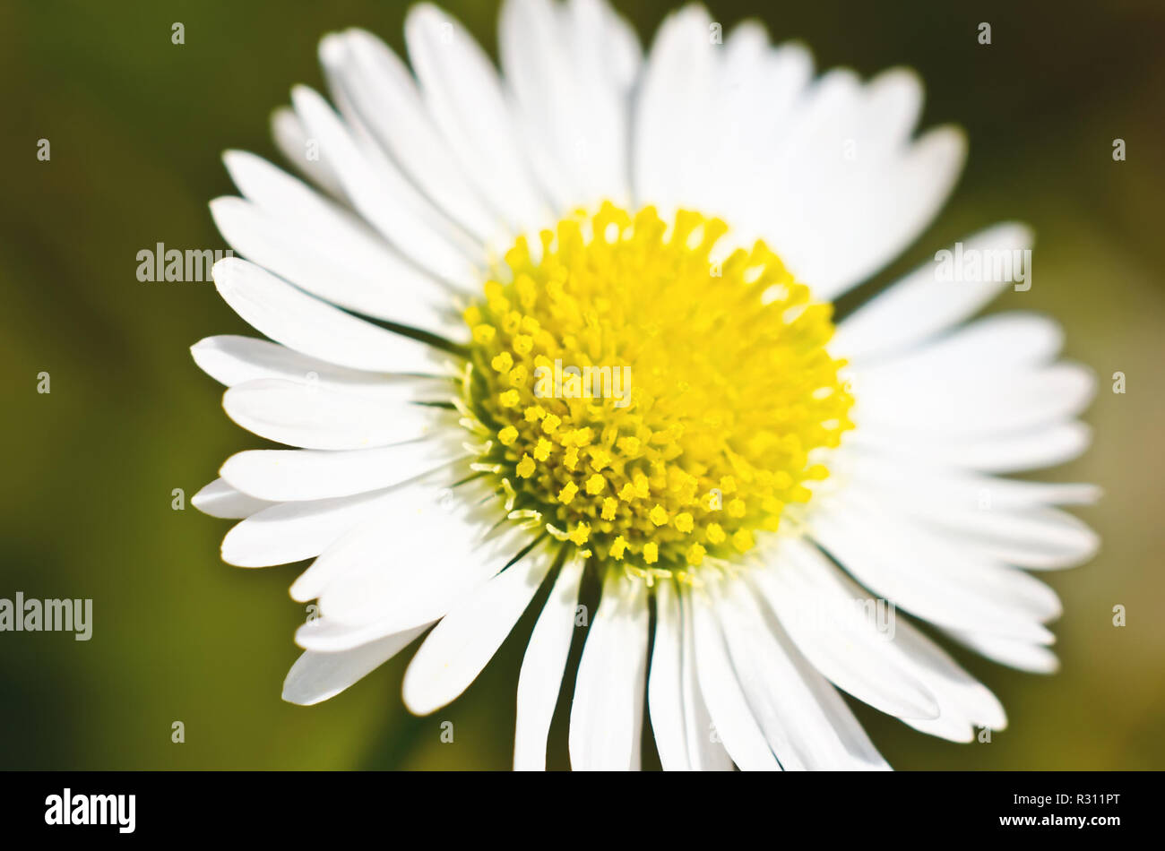 Single daisy flower hi-res stock photography and images - Alamy