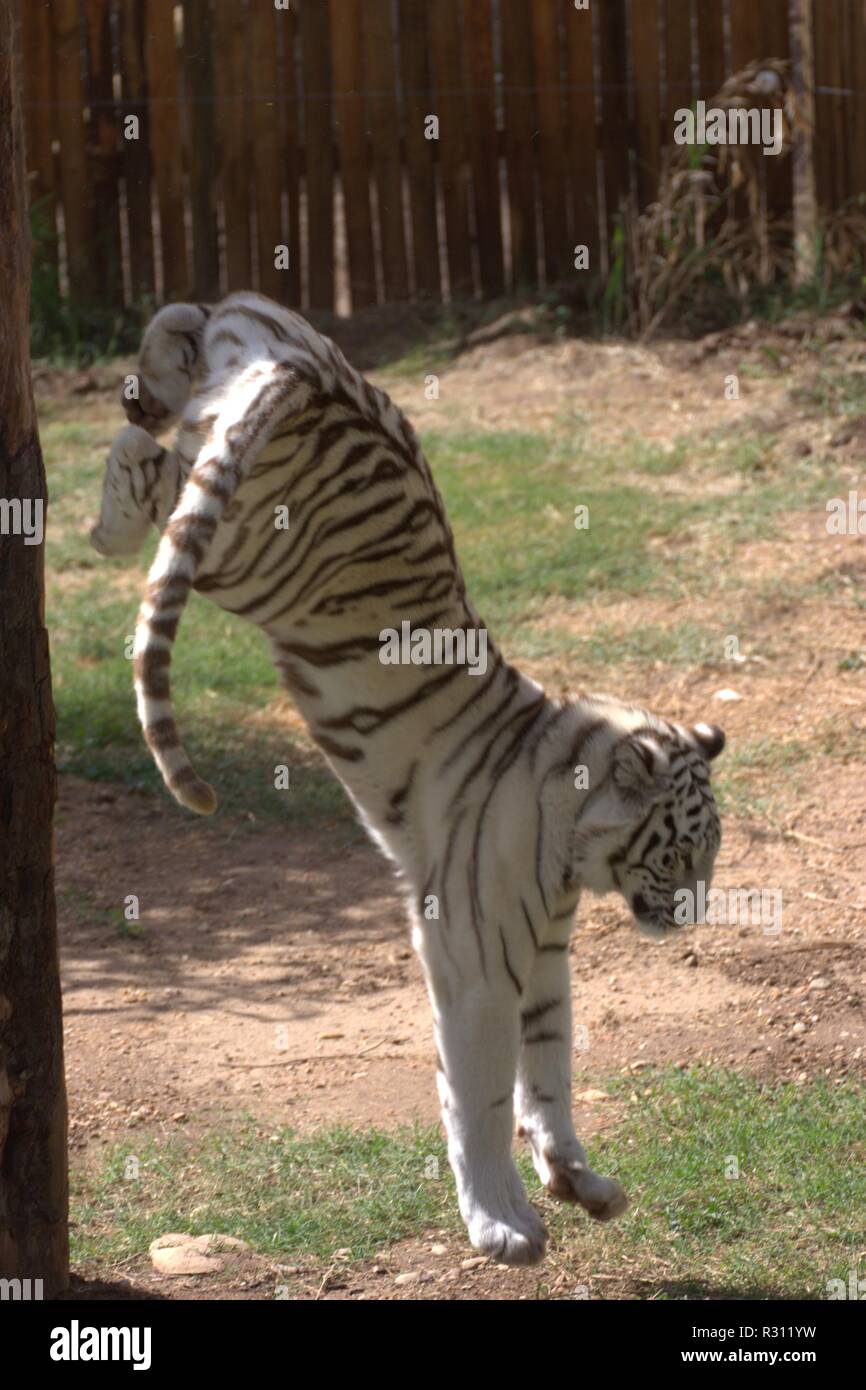 Tiger jump hi-res stock photography and images - Alamy