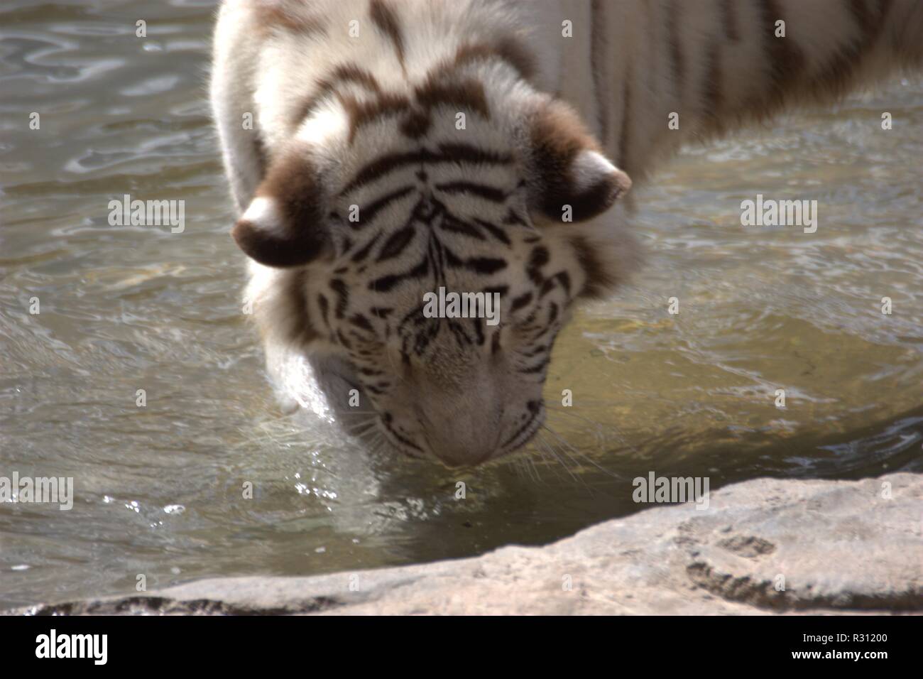 White tiger swimming hi-res stock photography and images - Alamy