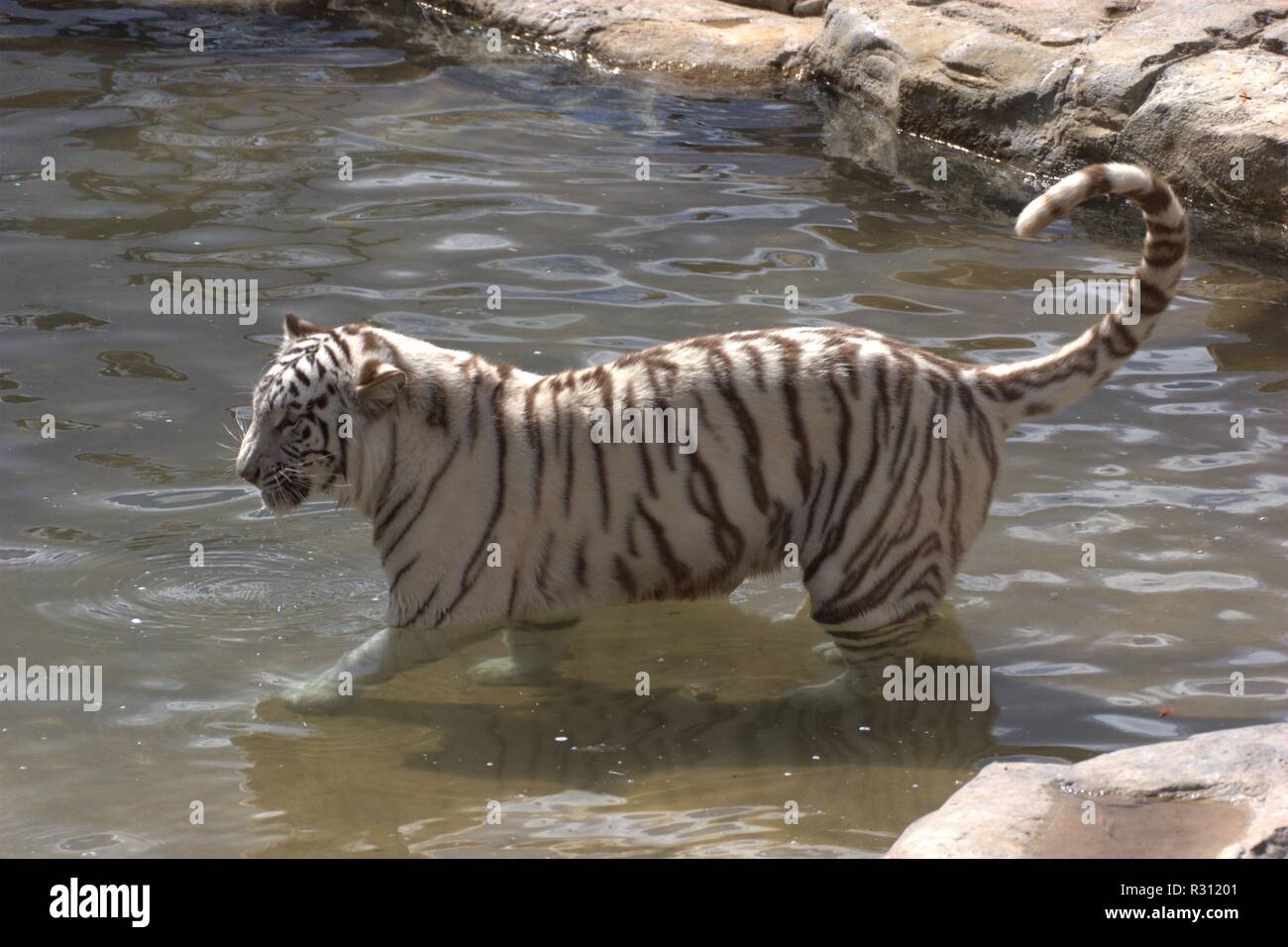 Tiger tail balance hi-res stock photography and images - Alamy
