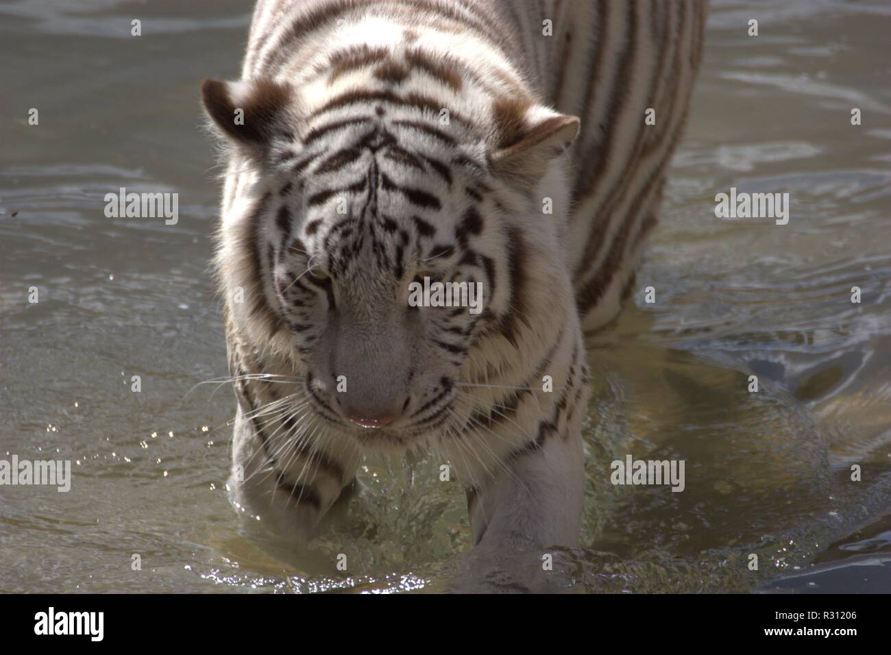 Tiger tail balance hi-res stock photography and images - Alamy