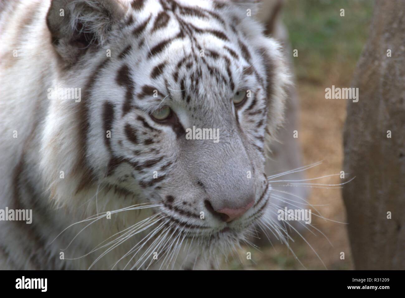 Endangered white tiger hi-res stock photography and images - Alamy