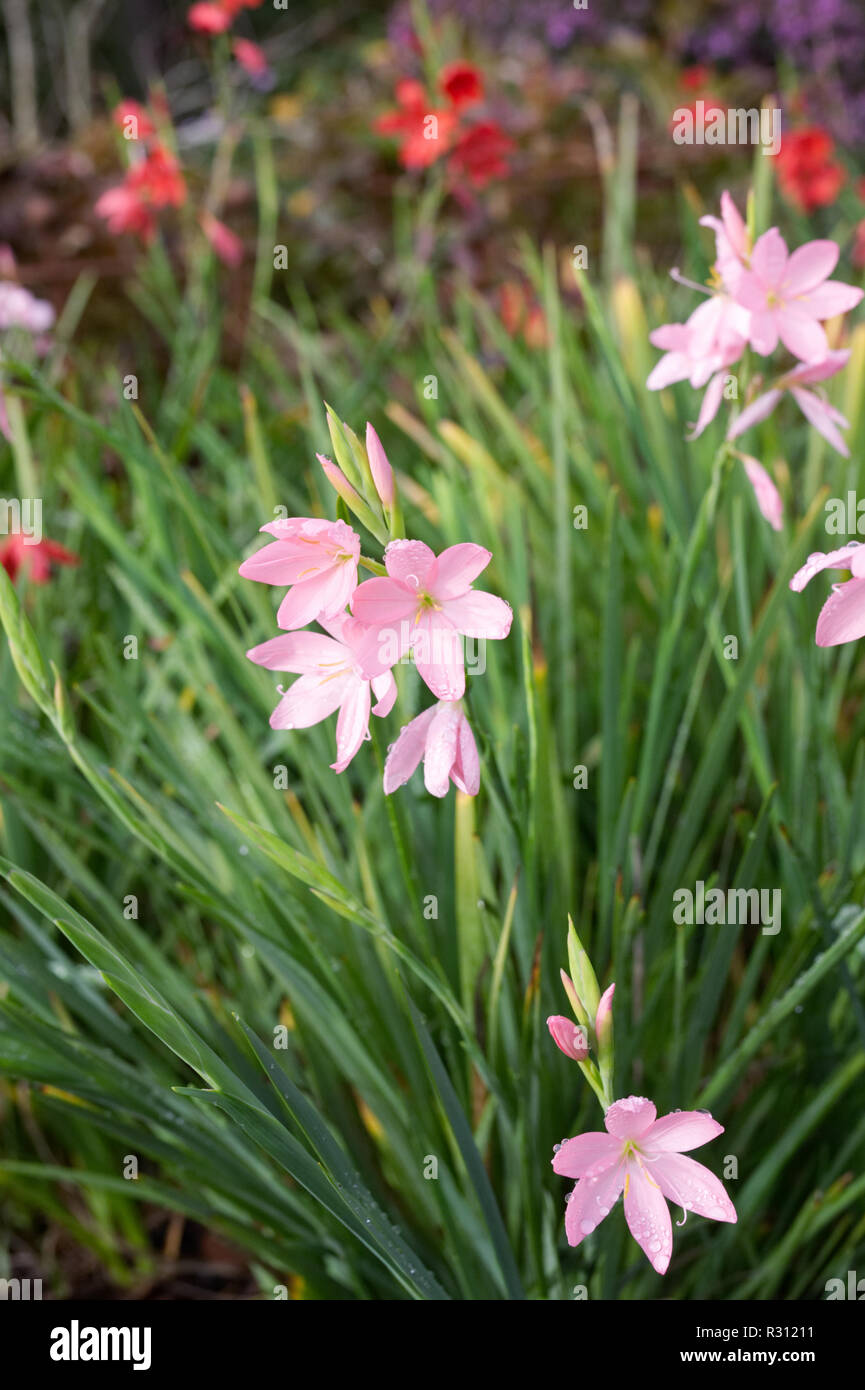 Hesperantha coccinea 'Marietta' flowers Stock Photo - Alamy