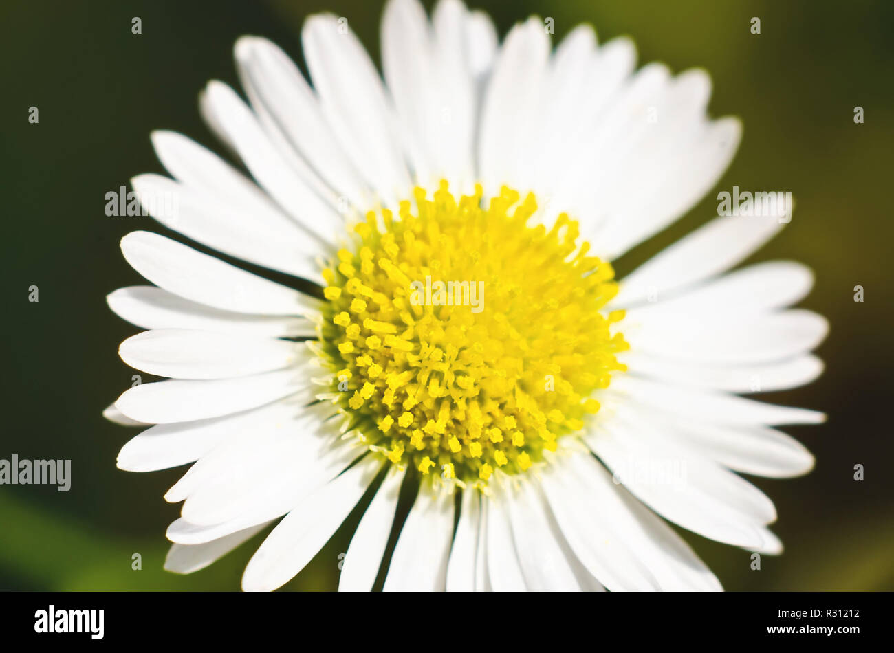 beautiful single daisy flower macro Stock Photo - Alamy