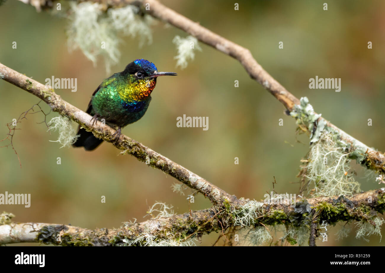Hummingbird in Costa Rica Stock Photo - Alamy