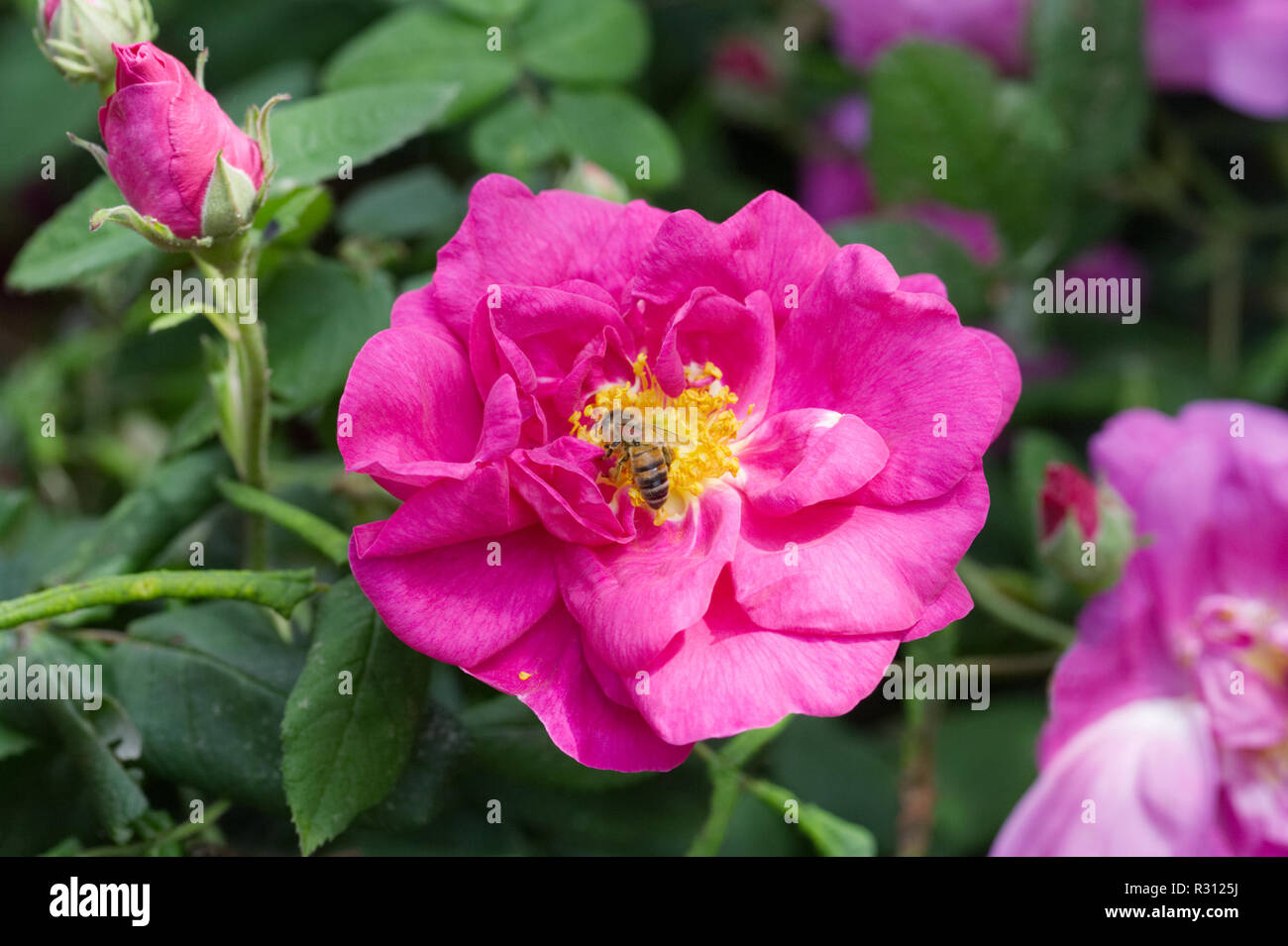 Rosa Gallica Officinalis
