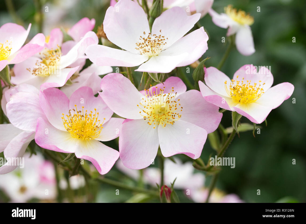 Lyda rose hi-res stock photography and images - Alamy