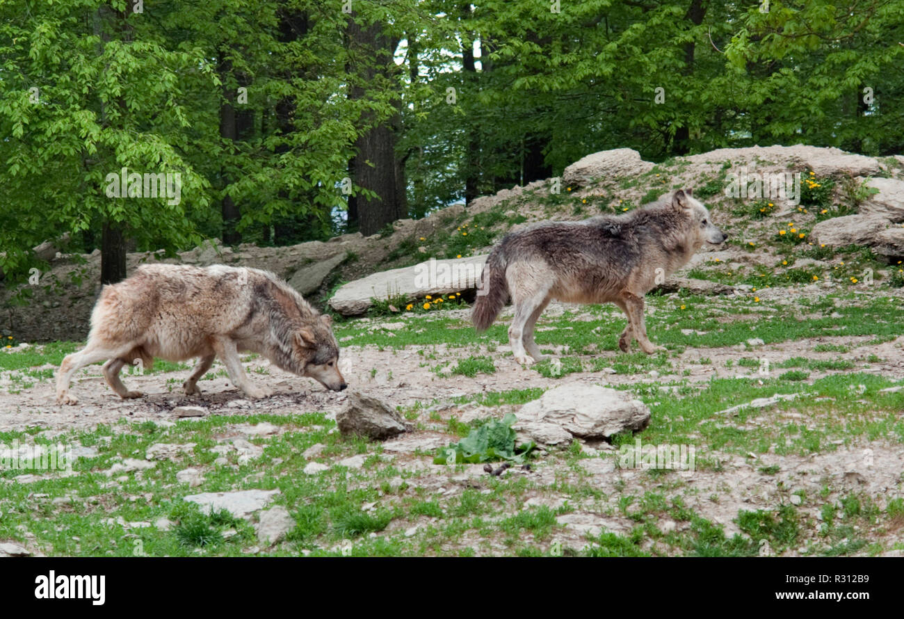 gray wolves near forest Stock Photo - Alamy