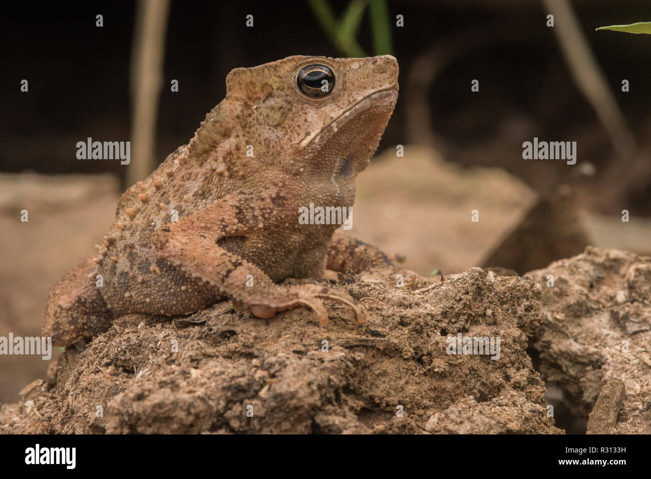 The south american common toad (Rhinella margaritifera) from Madre de ...