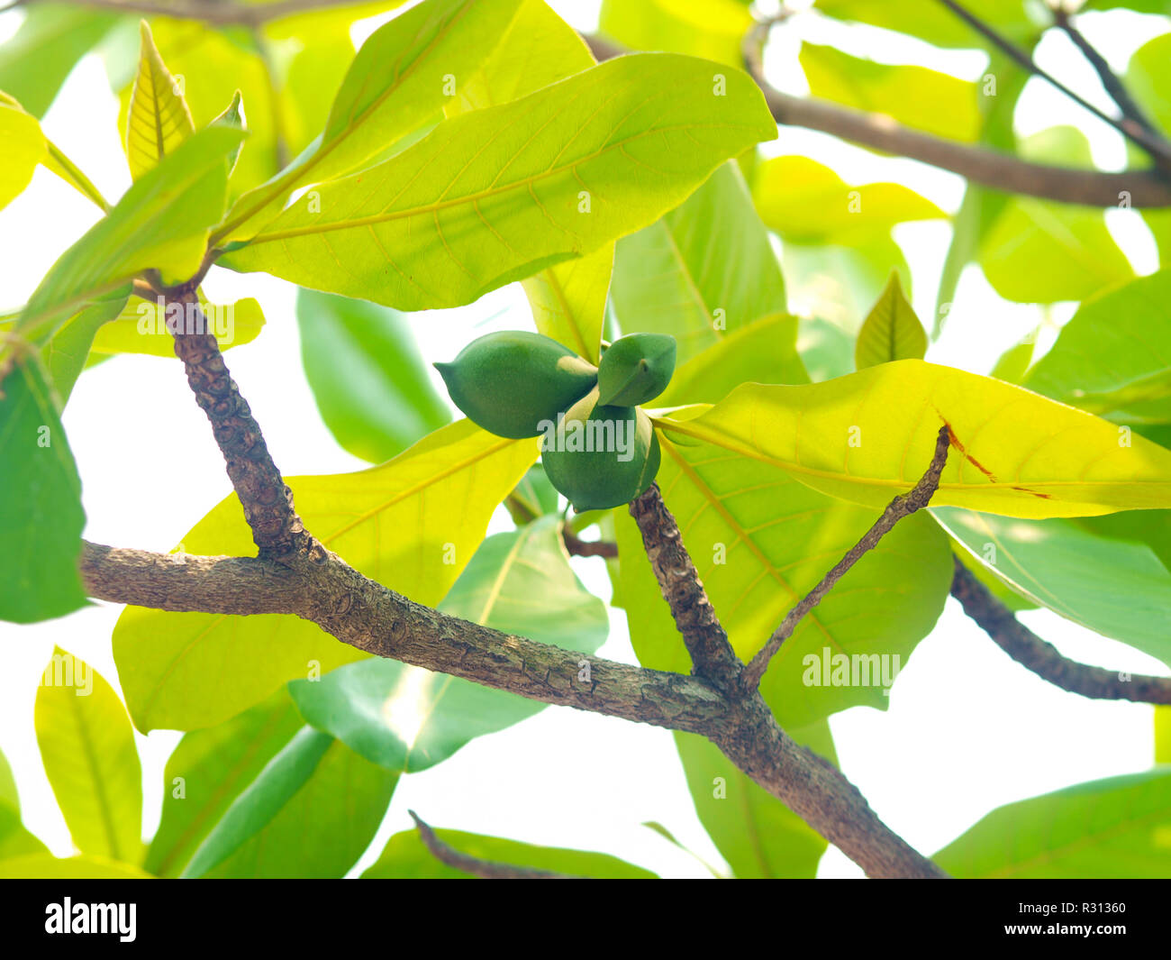 Almond Tree in Roatan Stock Photo - Alamy