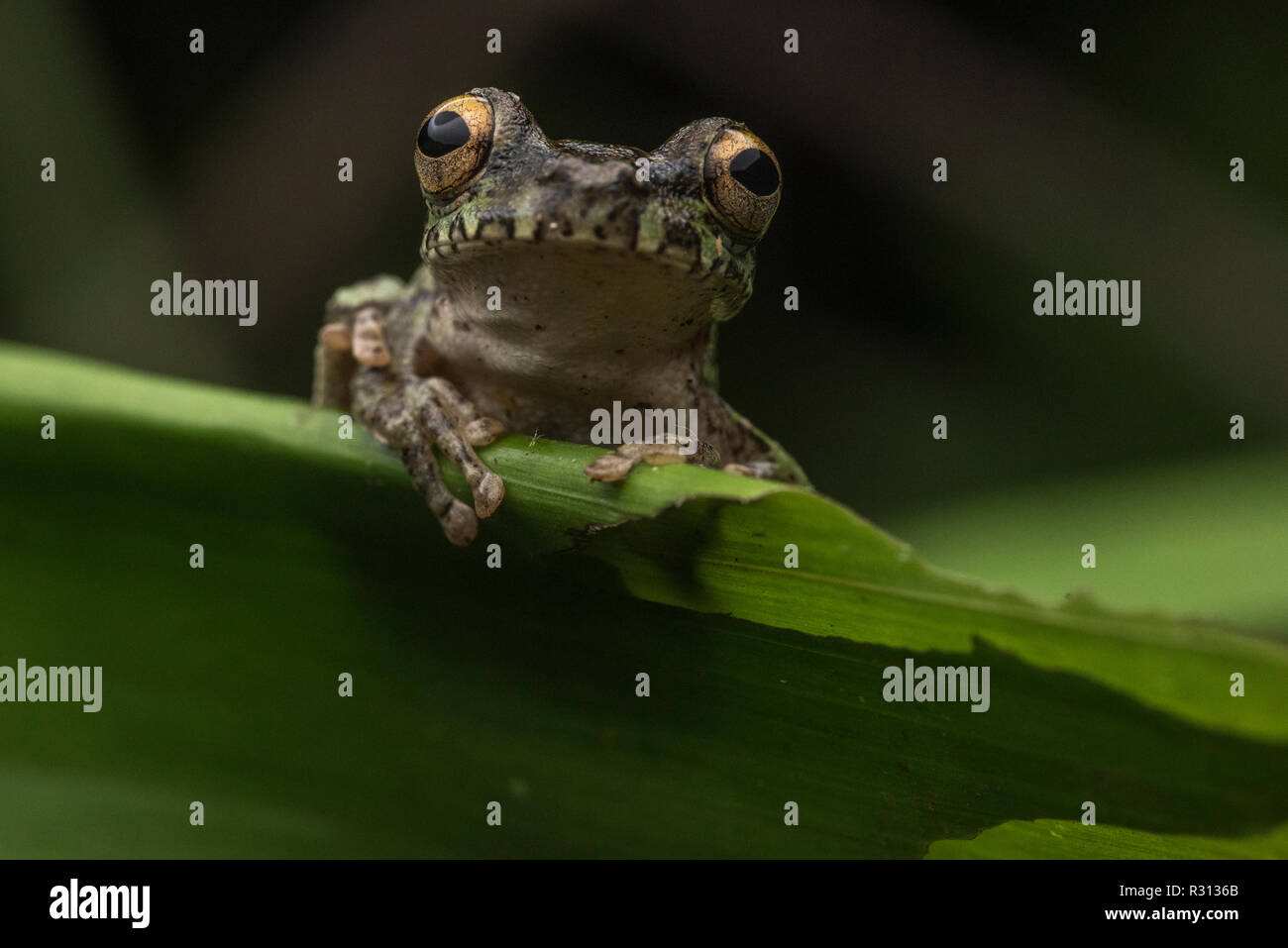 Buckley's slender-legged tree frog (Osteocephalus buckleyi) an uncommon ...