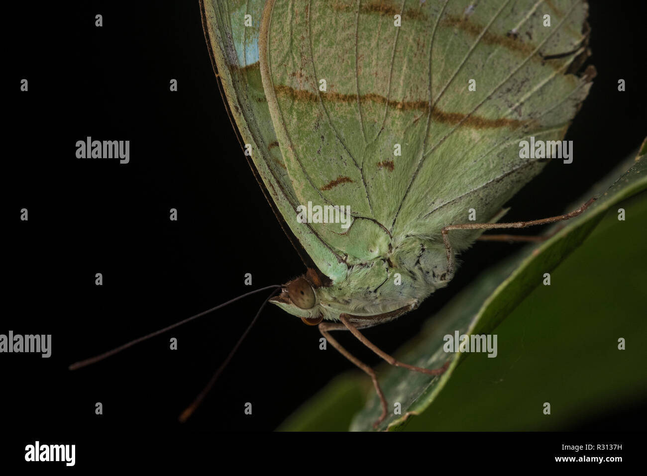 Obrina olivewing butterfly hi-res stock photography and images - Alamy