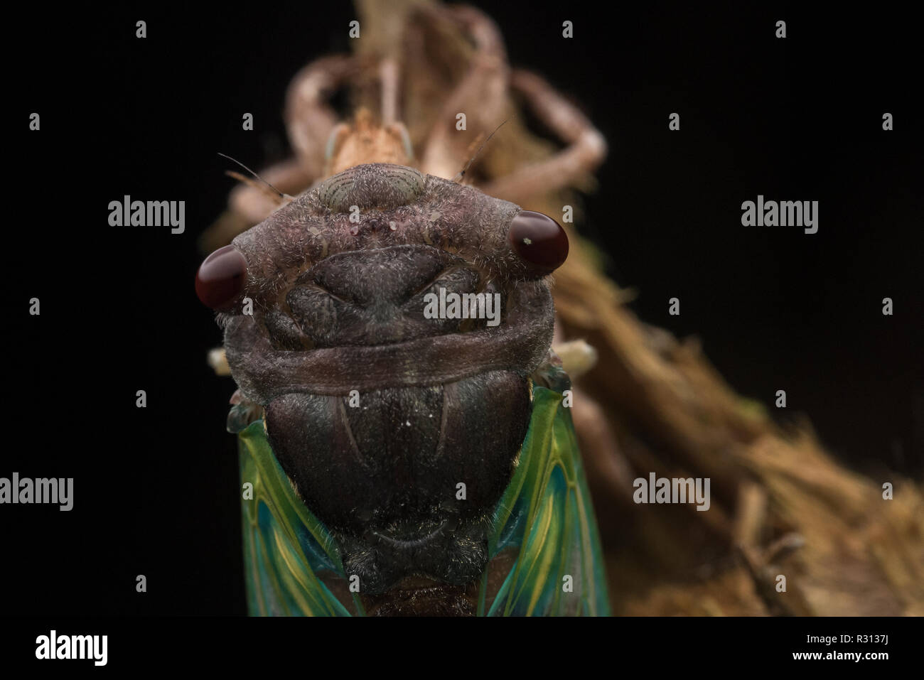 Cicada life cycle hi-res stock photography and images - Alamy