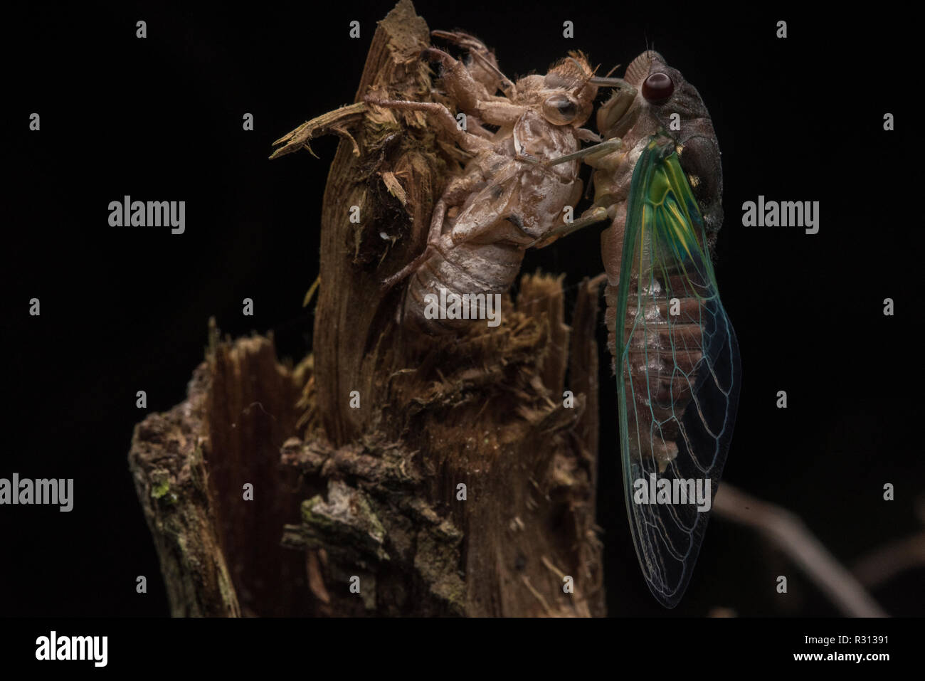 Cicada life cycle hi-res stock photography and images - Alamy