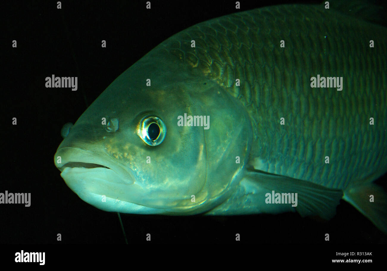 Fisherman rod boat underwater hi-res stock photography and images - Alamy