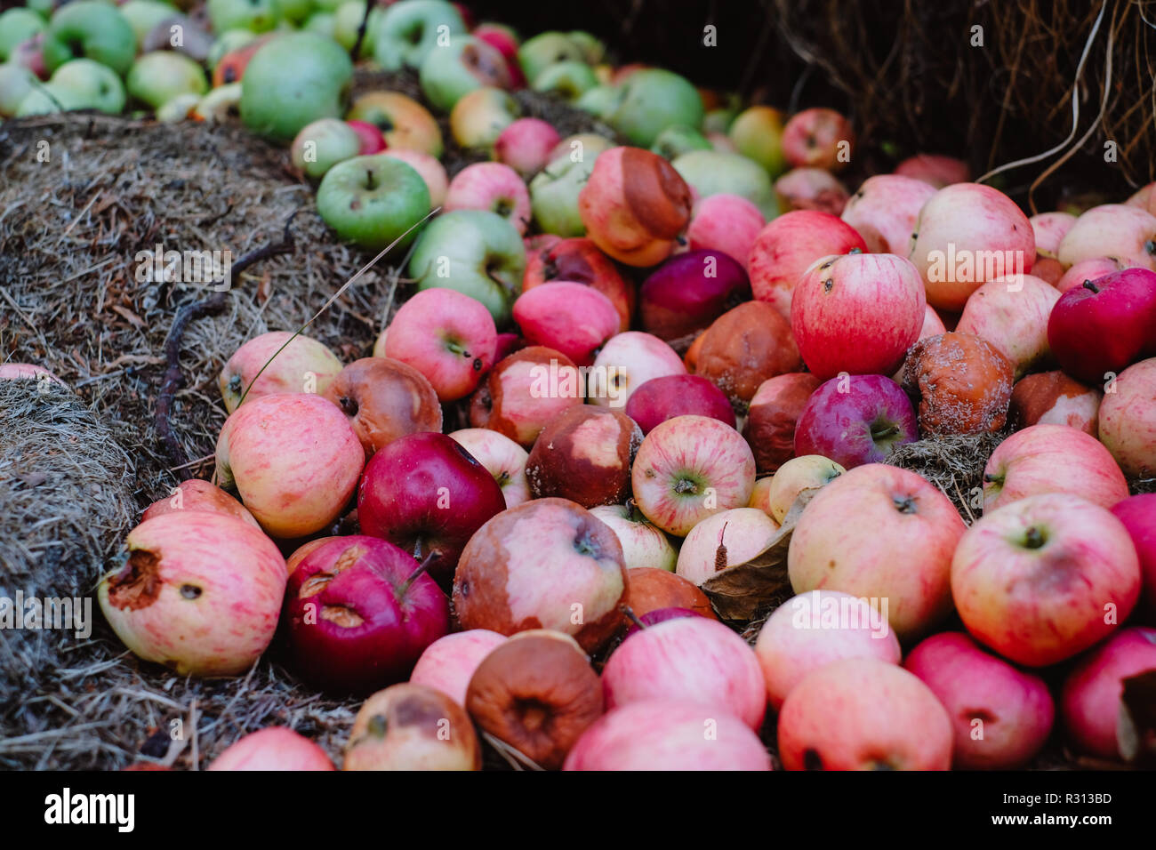 Rotten pile hi-res stock photography and images - Alamy