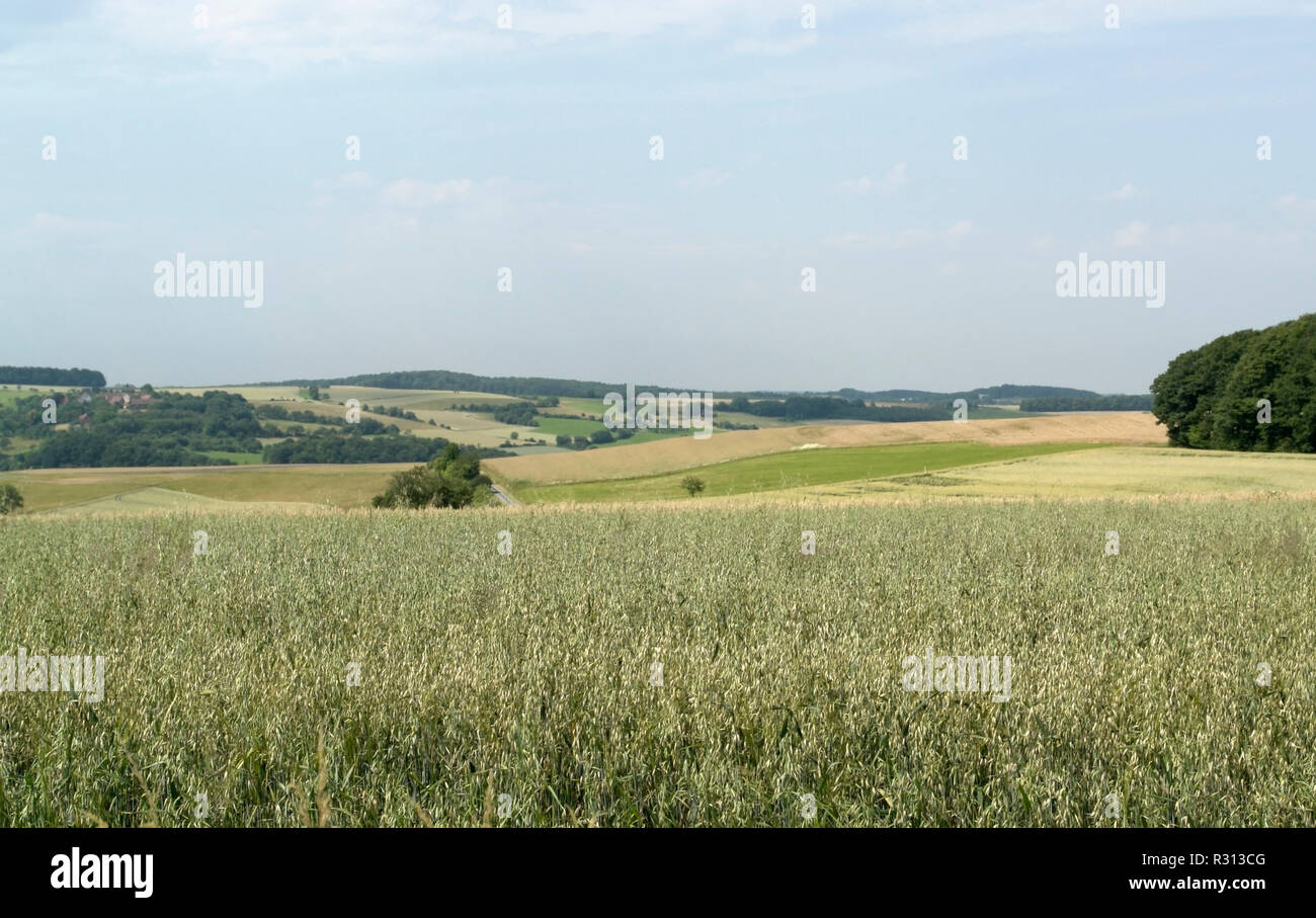 agricultural panoramic scenery with grain field Stock Photo - Alamy