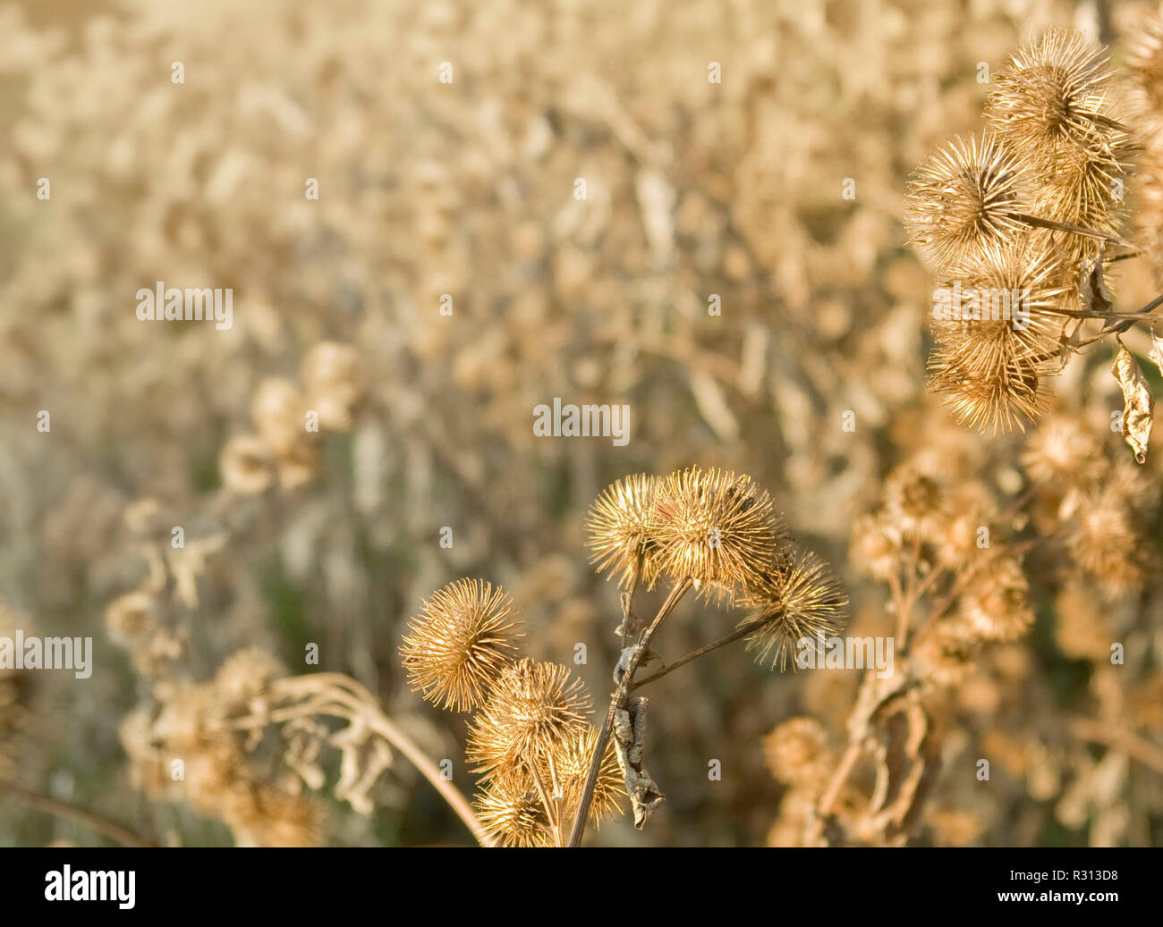 Brown bur bush hi-res stock photography and images - Alamy
