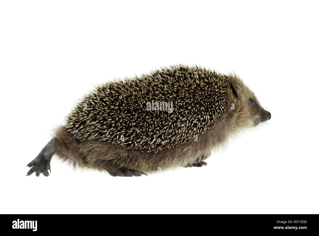 Hedgehog defence Cut Out Stock Images & Pictures - Alamy