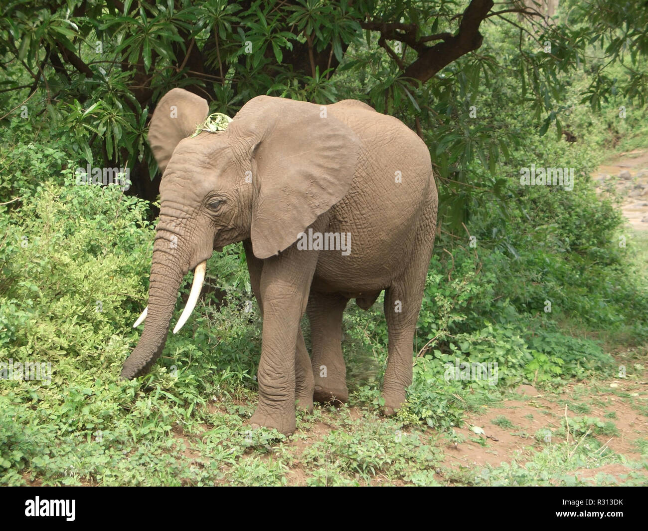 Hairless wild animal hi-res stock photography and images - Alamy