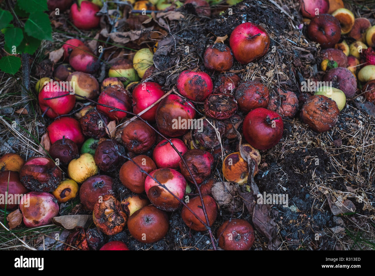 A large pile of rotten apples on the ground, the concept of a spoiled ...