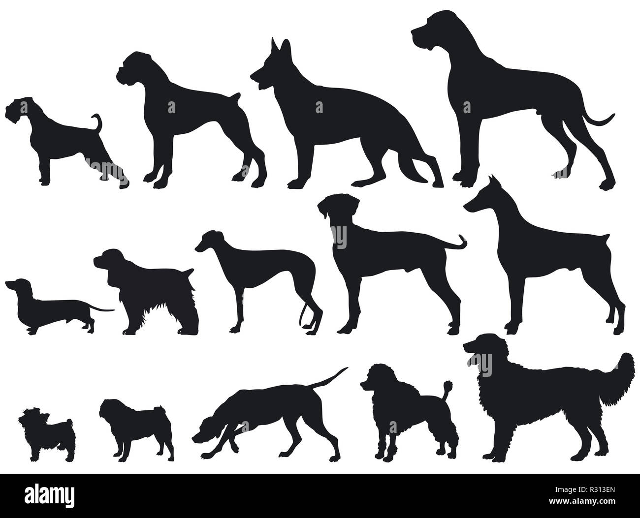 dogs and dog breeds Stock Photo - Alamy