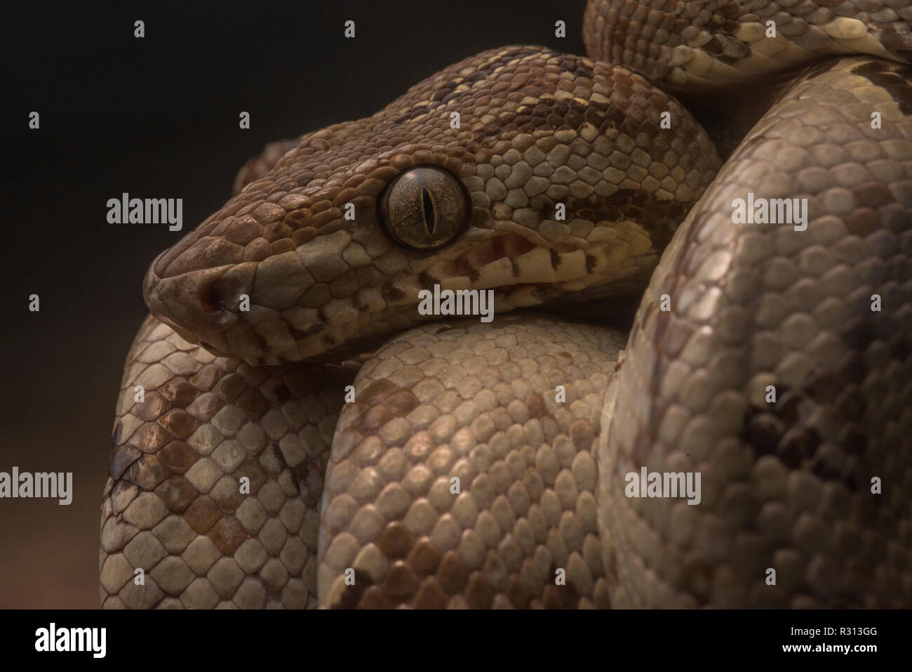 Amazon basin tree snake hi-res stock photography and images - Alamy