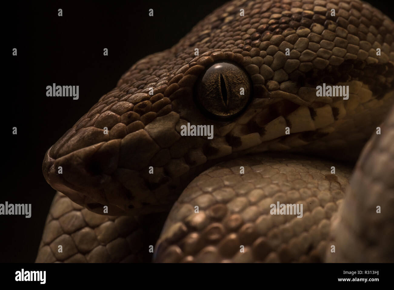 Boa constrictor amazon hi-res stock photography and images - Alamy