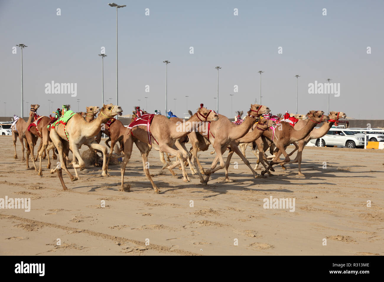 Camel racing qatar hi-res stock photography and images - Alamy